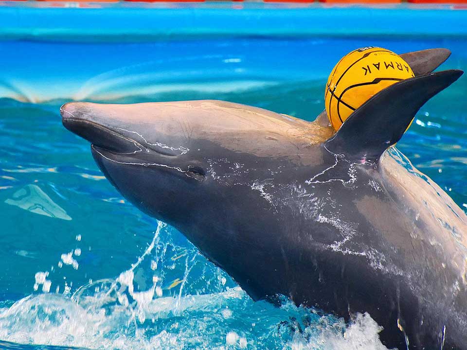 บัตรโชว์ปลาโลมา ฉลอง ภูเก็ต Dolphins Bay Phuket - ภูเก็ต ดรีม ทัวร์