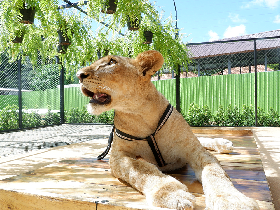 บัตรเข้าชมสวนสิงโต ภูเก็ต Lion Land Phuket Park - ภูเก็ต ดรีม ทัวร์